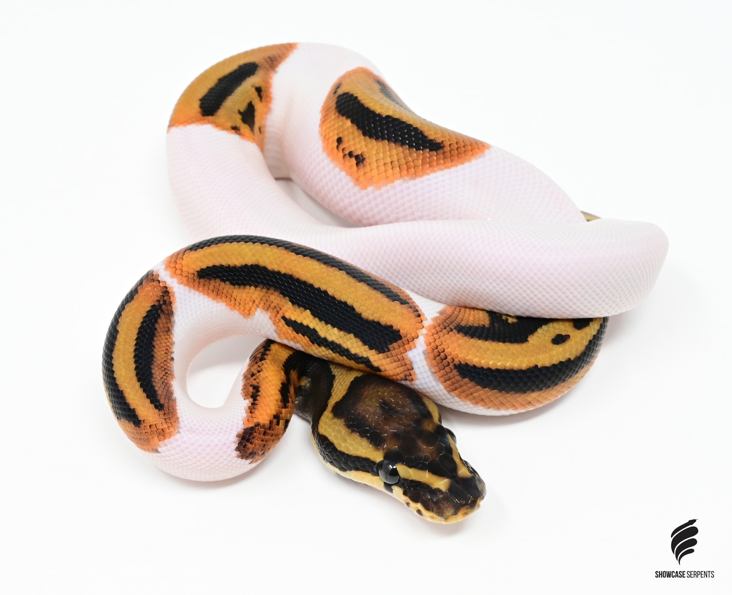 Leopard Pied Het Clown Het Lavender Ball Python by Showcase Serpents ...