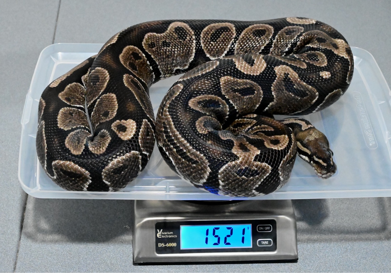 Proven Breeder Black Axanthic Ball Python by Showcase Serpents ...
