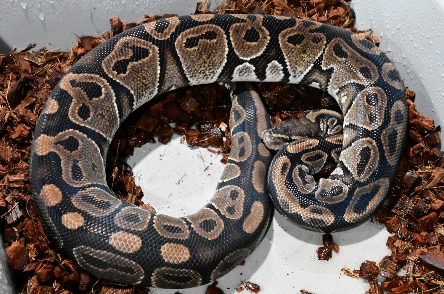 Het Black Axanthic Ball Python by Showcase Serpents - MorphMarket