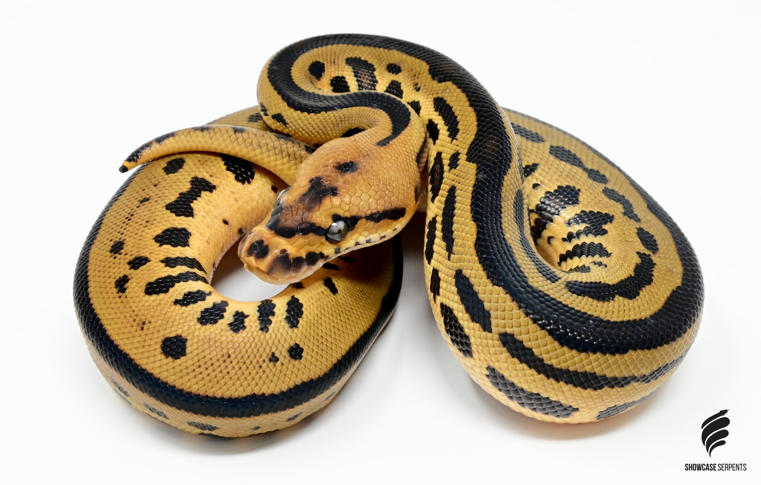 Leopard Clown Het Pied (Possible Super Leopard) Ball Python by Showcase ...