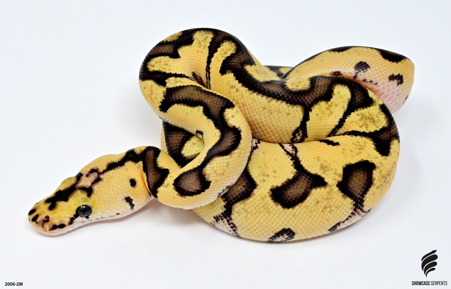 Pastel Enchi Clown Het. Desert Ghost Ball Python by Showcase Serpents ...