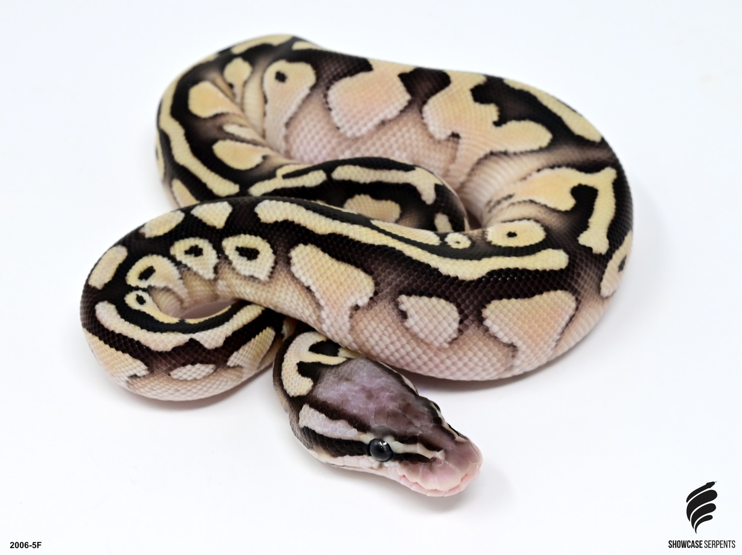 Lesser Pastel Het Clown Het Desert Ghost Ball Python by Showcase ...