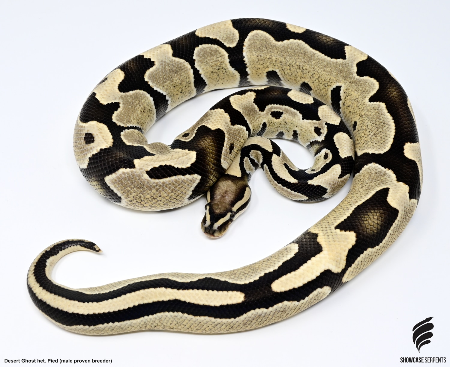 Proven Breeder Desert Ghost Het Pied Ball Python by Showcase Serpents ...