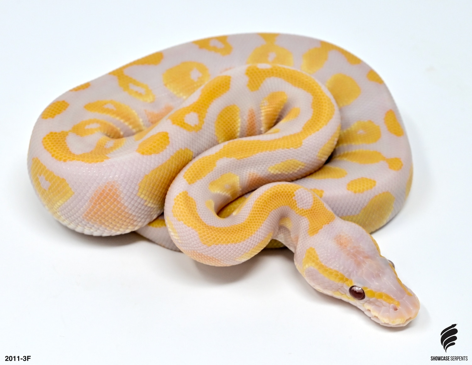 Blackhead Lavender Het Pied Ball Python by Showcase Serpents - MorphMarket
