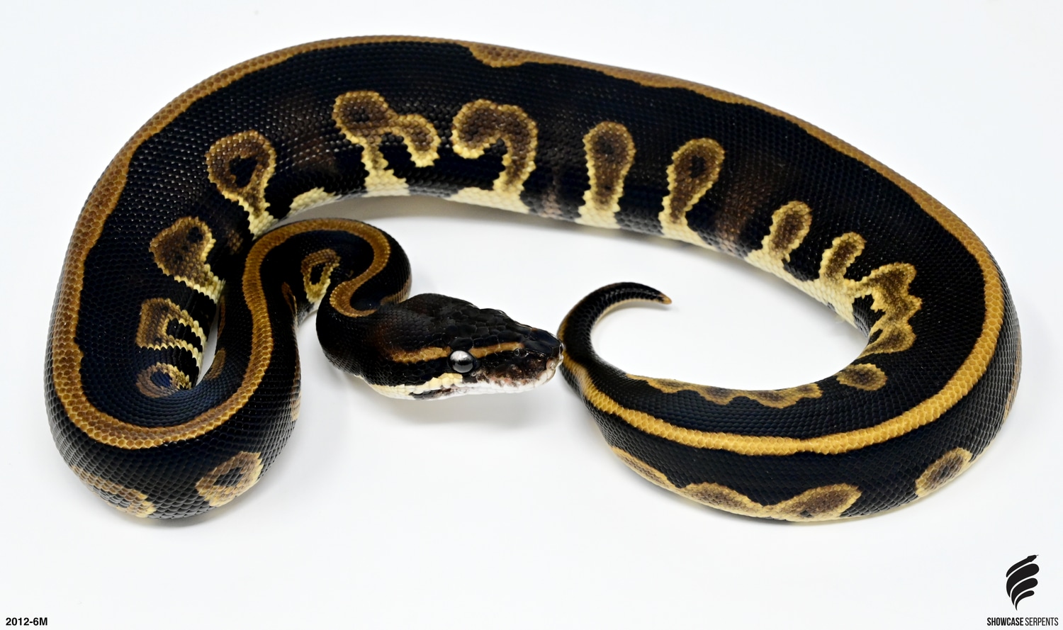 Leopard Blackhead Het Pied Het Lavender Ball Python by Showcase ...