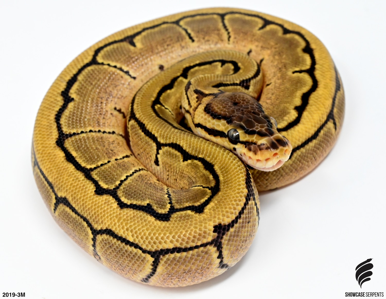 Orange Dream Pinstripe Het Pied Het Desert Ghost Ball Python by ...