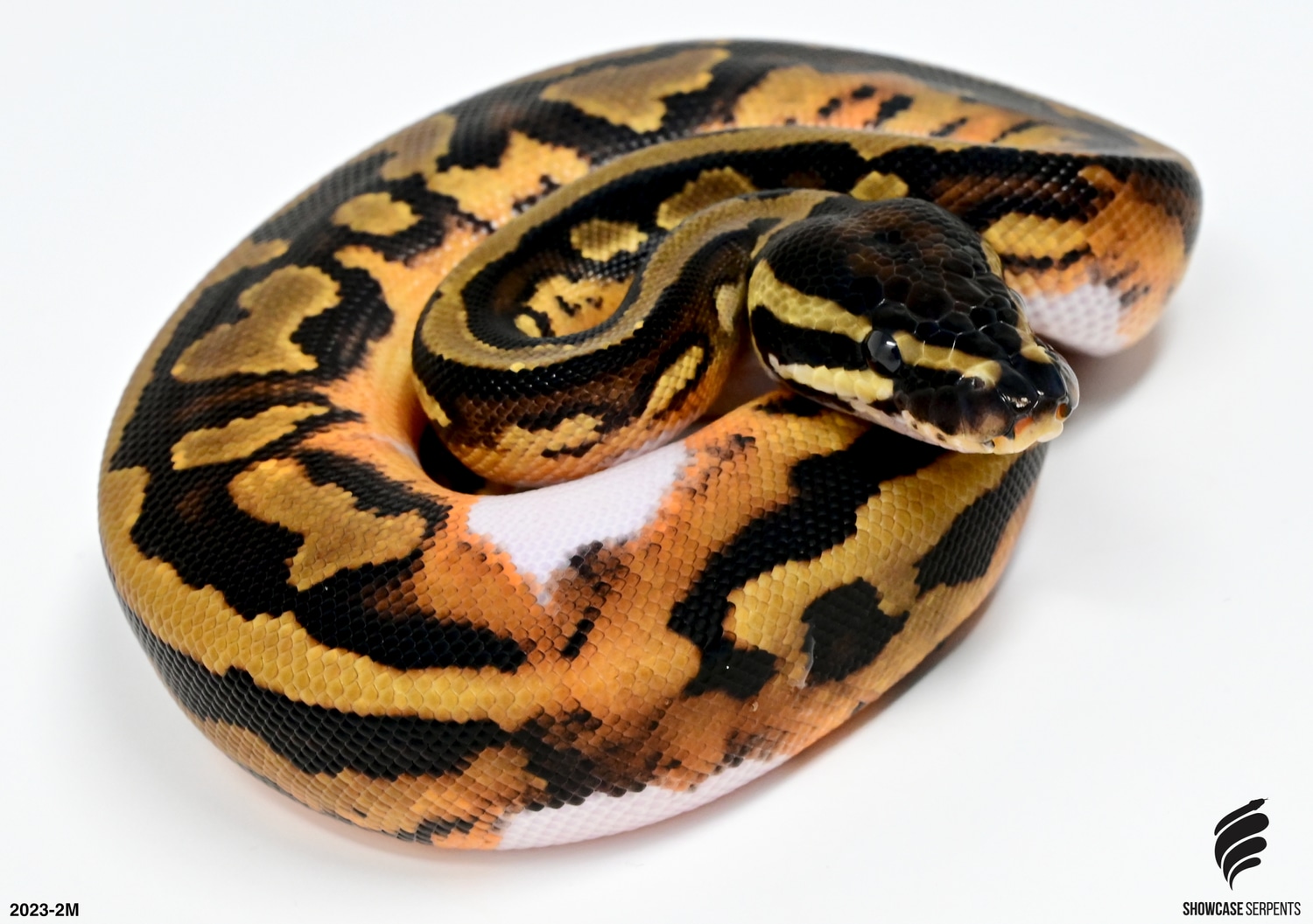 Leopard Pied Het Desert Ghost Ball Python by Showcase Serpents ...