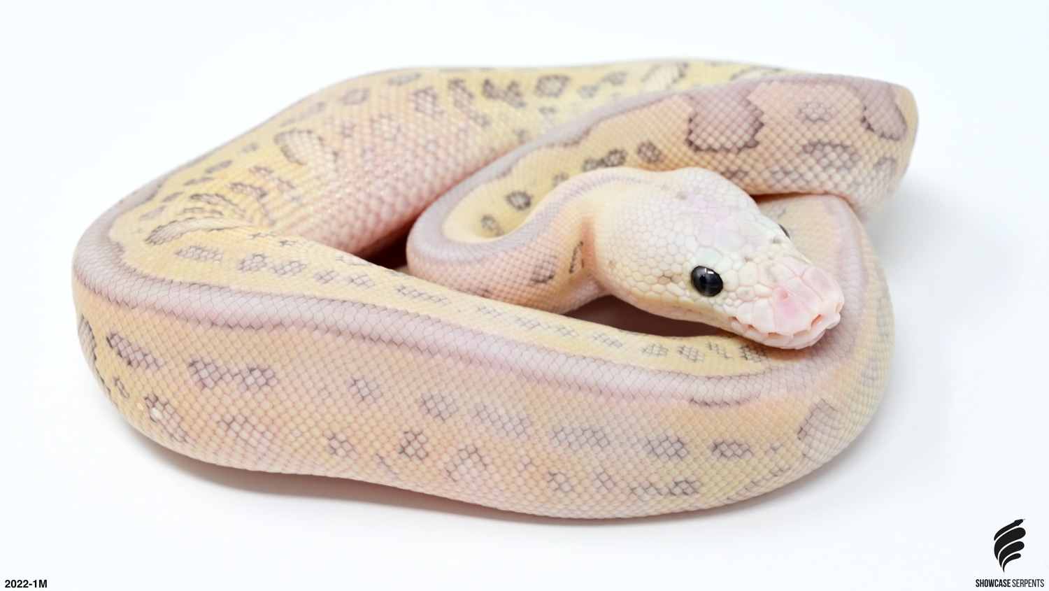 Super Pastel Lesser Leopard Clown Het Desert Ghost Ball Python by ...