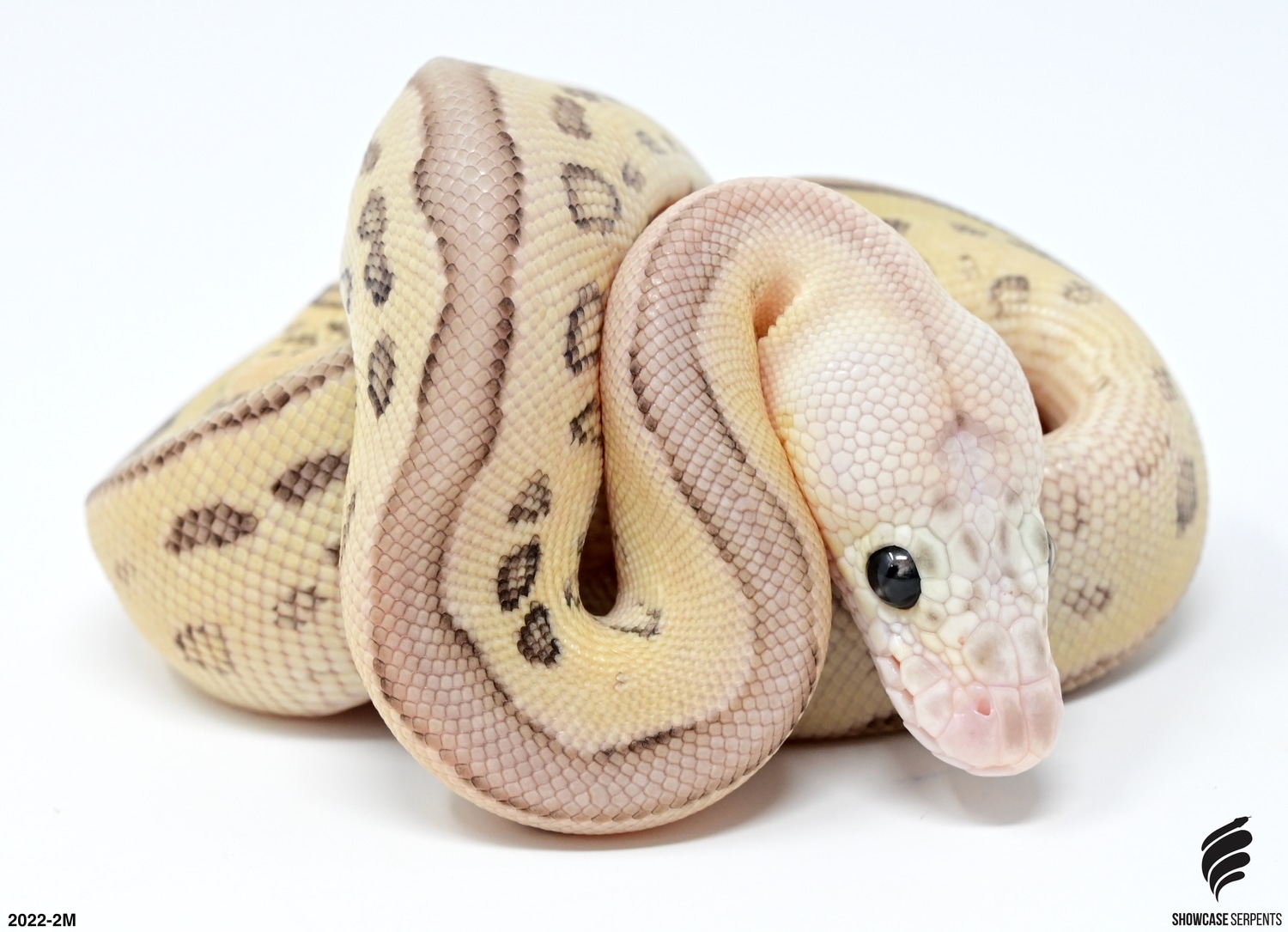 Pastel Lesser Leopard Clown Het. Desert Ghost Ball Python by Showcase ...