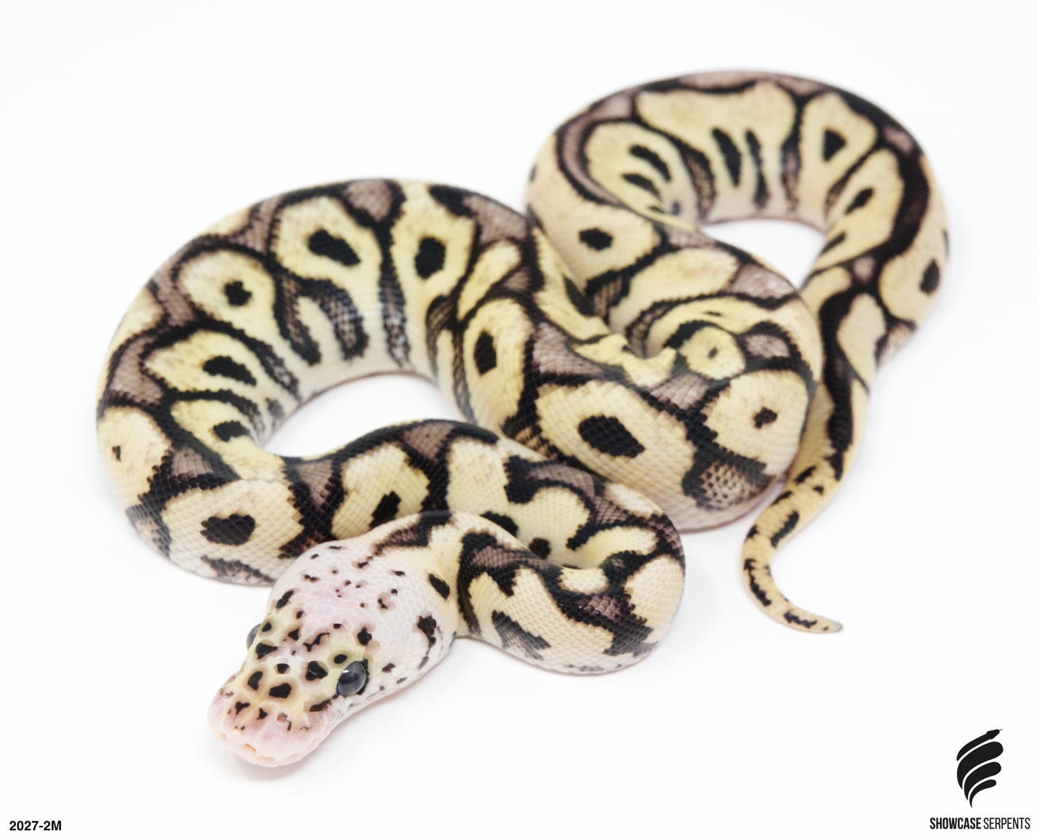 Pastel Spotnose Clown Het Desert Ghost Ball Python by Showcase Serpents ...