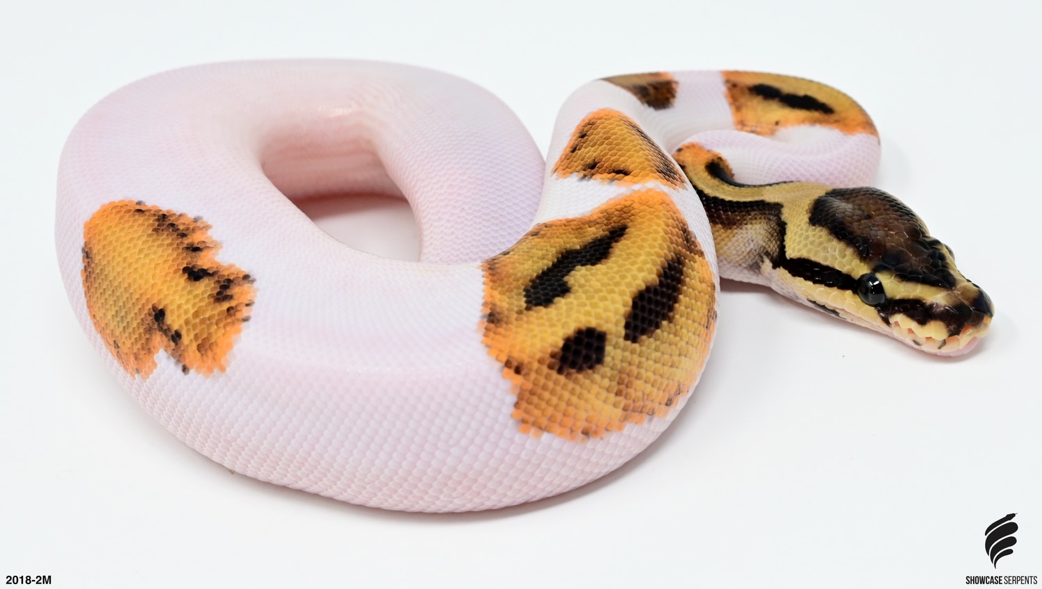 Fire Pied Het Desert Ghost Ball Python by Showcase Serpents - MorphMarket