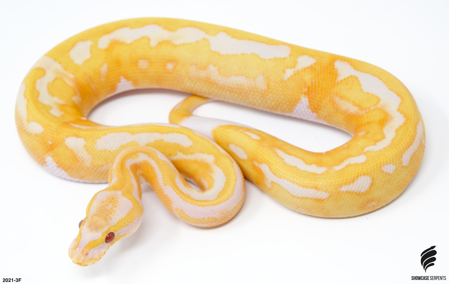 Blackhead Leopard Dreamsicle Ball Python by Showcase Serpents - MorphMarket