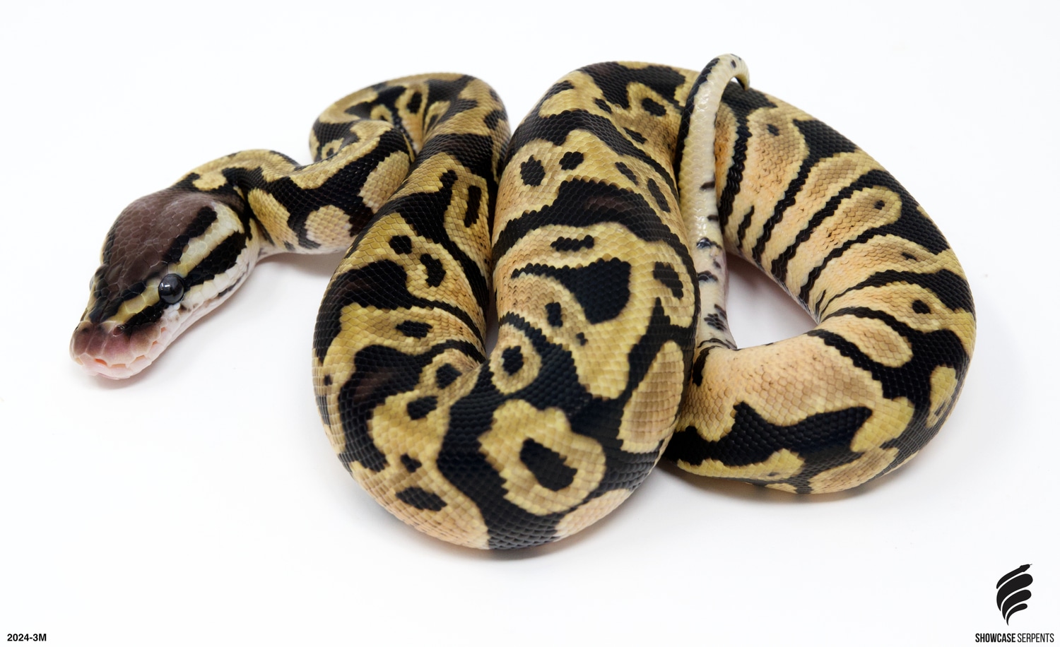 Pastel Het Clown Het Desert Ghost Ball Python by Showcase Serpents ...
