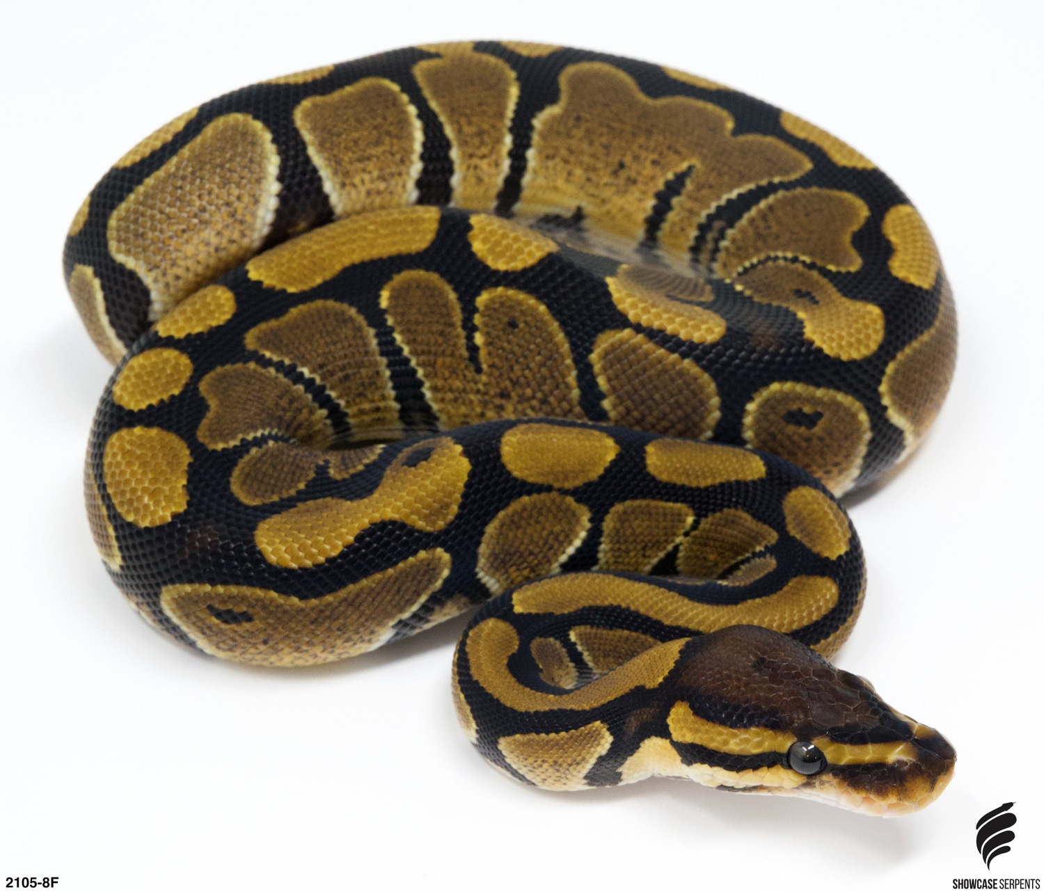 Normal Het Clown Het Desert Ghost Ball Python by Showcase Serpents ...