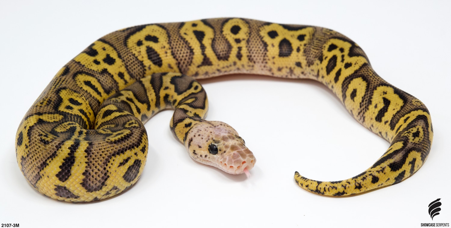Super Pastel Confusion Clown Ball Python by Showcase Serpents - MorphMarket