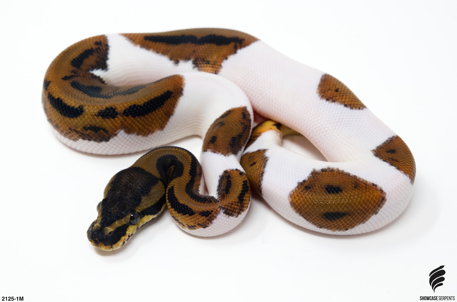 Leopard Pied Het Desert Ghost Ball Python by Showcase Serpents ...