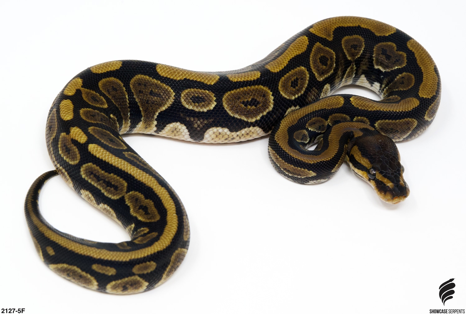 Mahogany Het Pied Het Desert Ghost Ball Python by Showcase Serpents ...