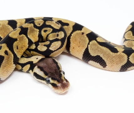 Fire Pastel Pied Het Desert Ghost Ball Python by Showcase Serpents ...