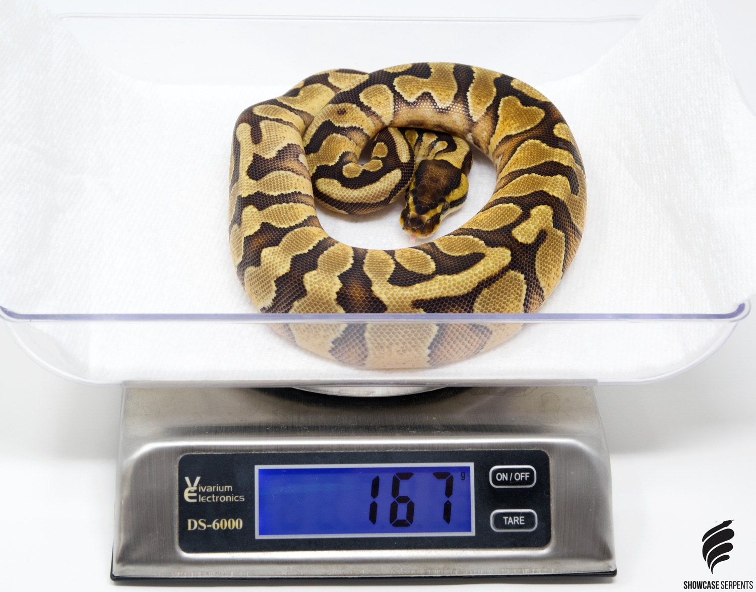 (Pair) High Intensity Orange Dream Enchi Yellowbelly Double Het ...