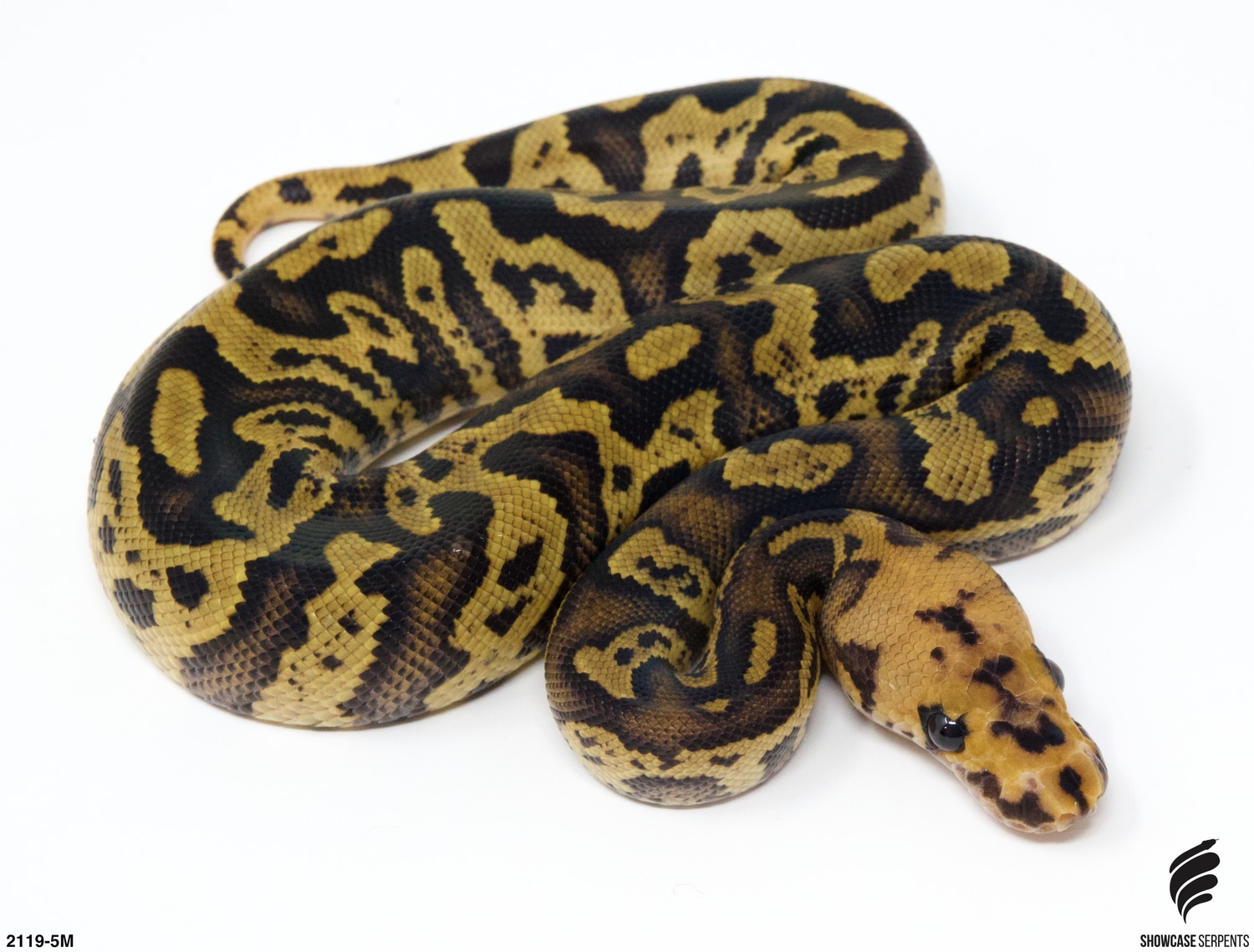 Confusion Fire Clown Ball Python by Showcase Serpents - MorphMarket