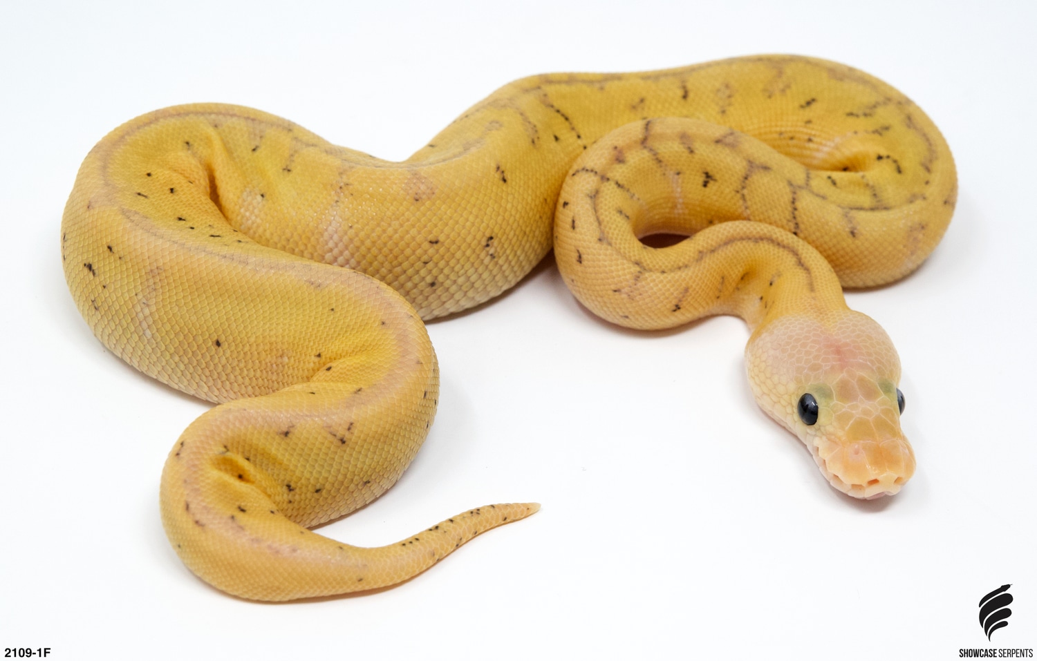 Super Pastel Pinstripe Clown Het Desert Ghost Ball Python by Showcase ...