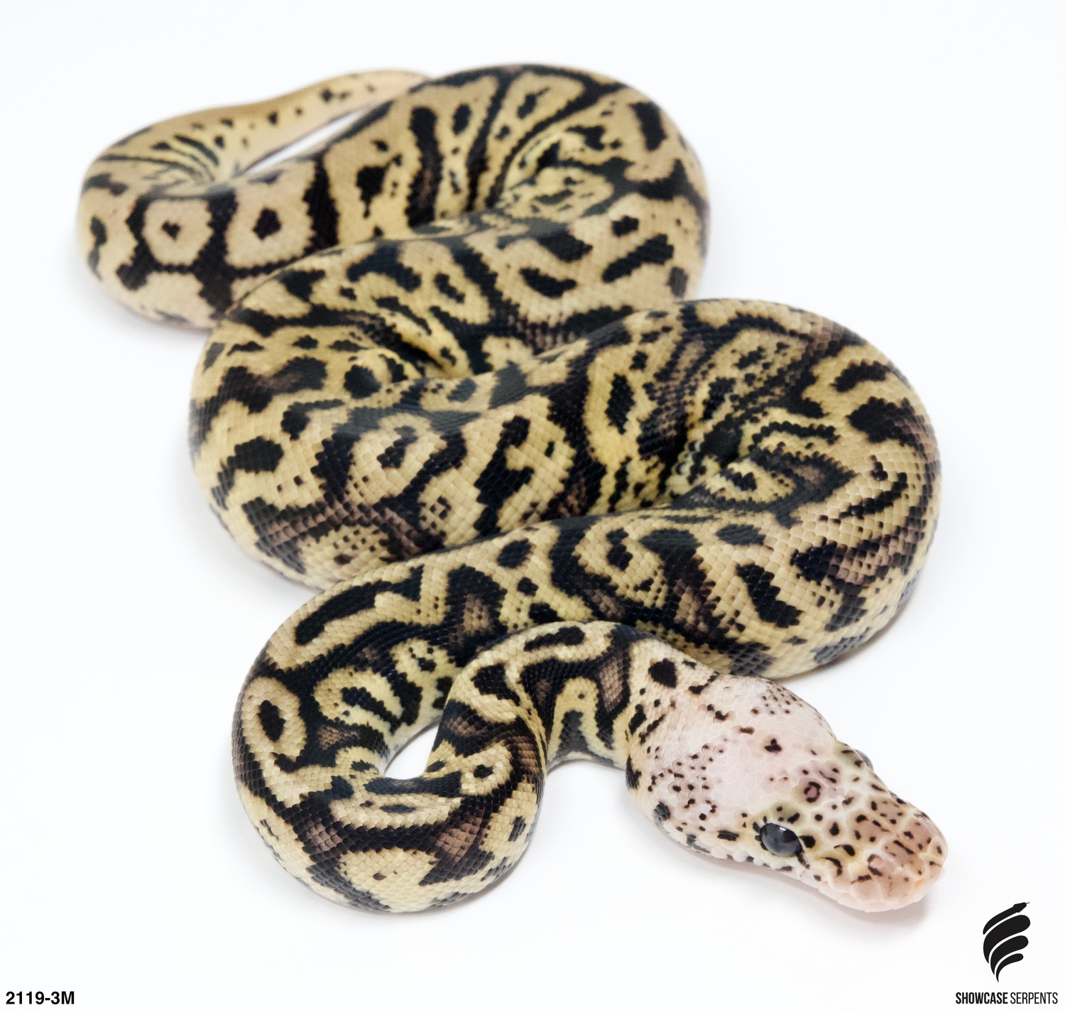 Pastel Confusion Spotnose Clown Ball Python by Showcase Serpents ...