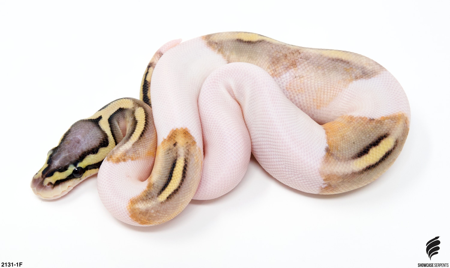 Fire Pastel Pied Het Desert Ghost Ball Python by Showcase Serpents ...