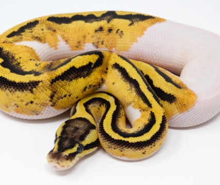 Het Desert Ghost Het Pied Ball Python by Showcase Serpents - MorphMarket