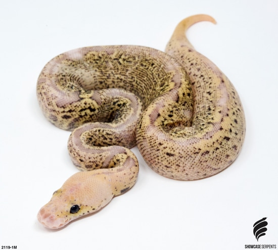 Firefly Batman Confusion Clown Ball Python by Showcase Serpents