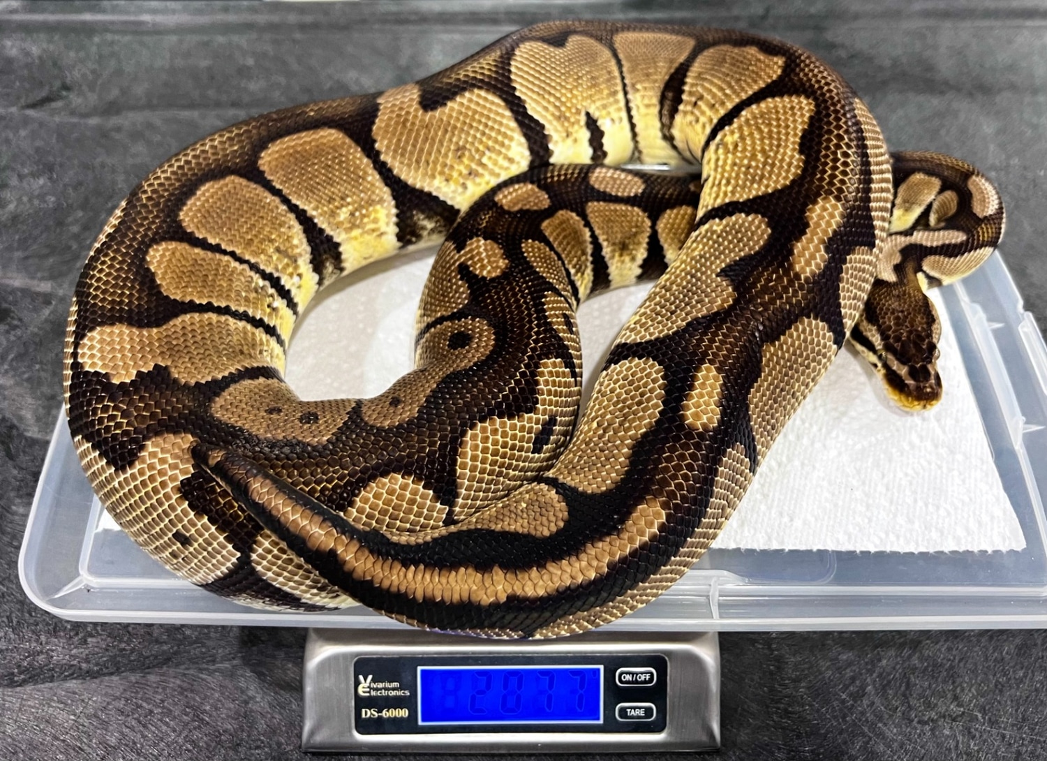 Proven Pastel Het Monarch Ball Python by Showcase Serpents - MorphMarket