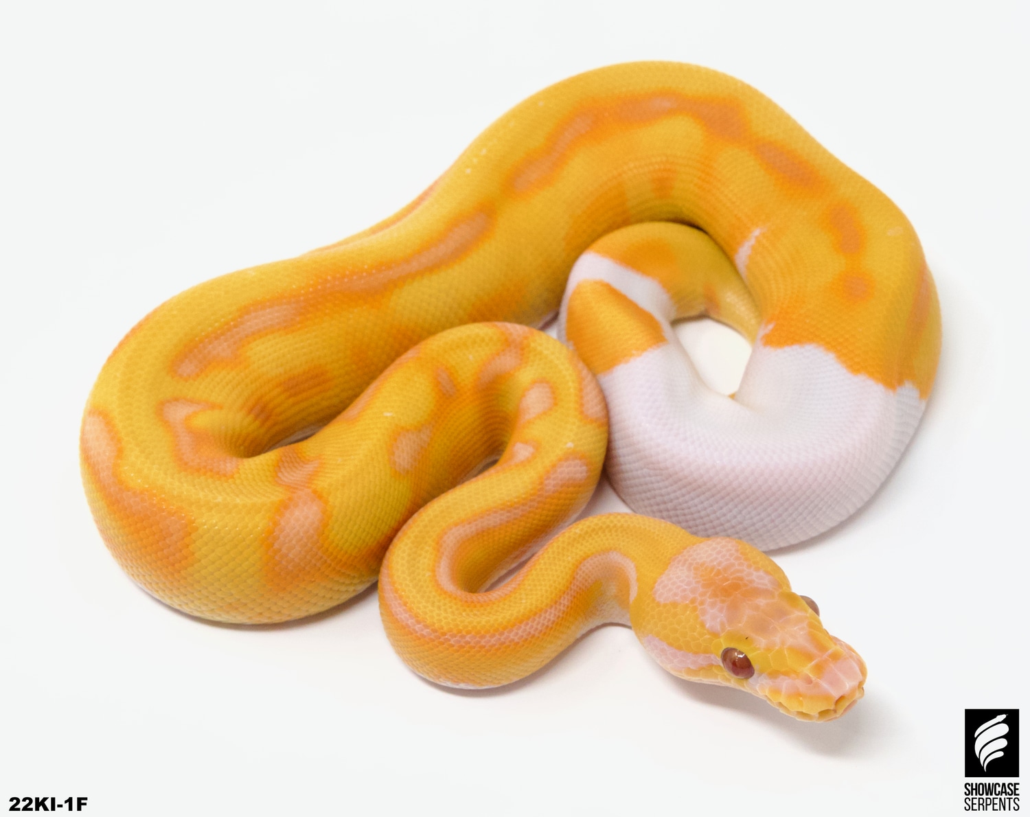 Enchi Dreamsicle Ball Python by Showcase Serpents - MorphMarket