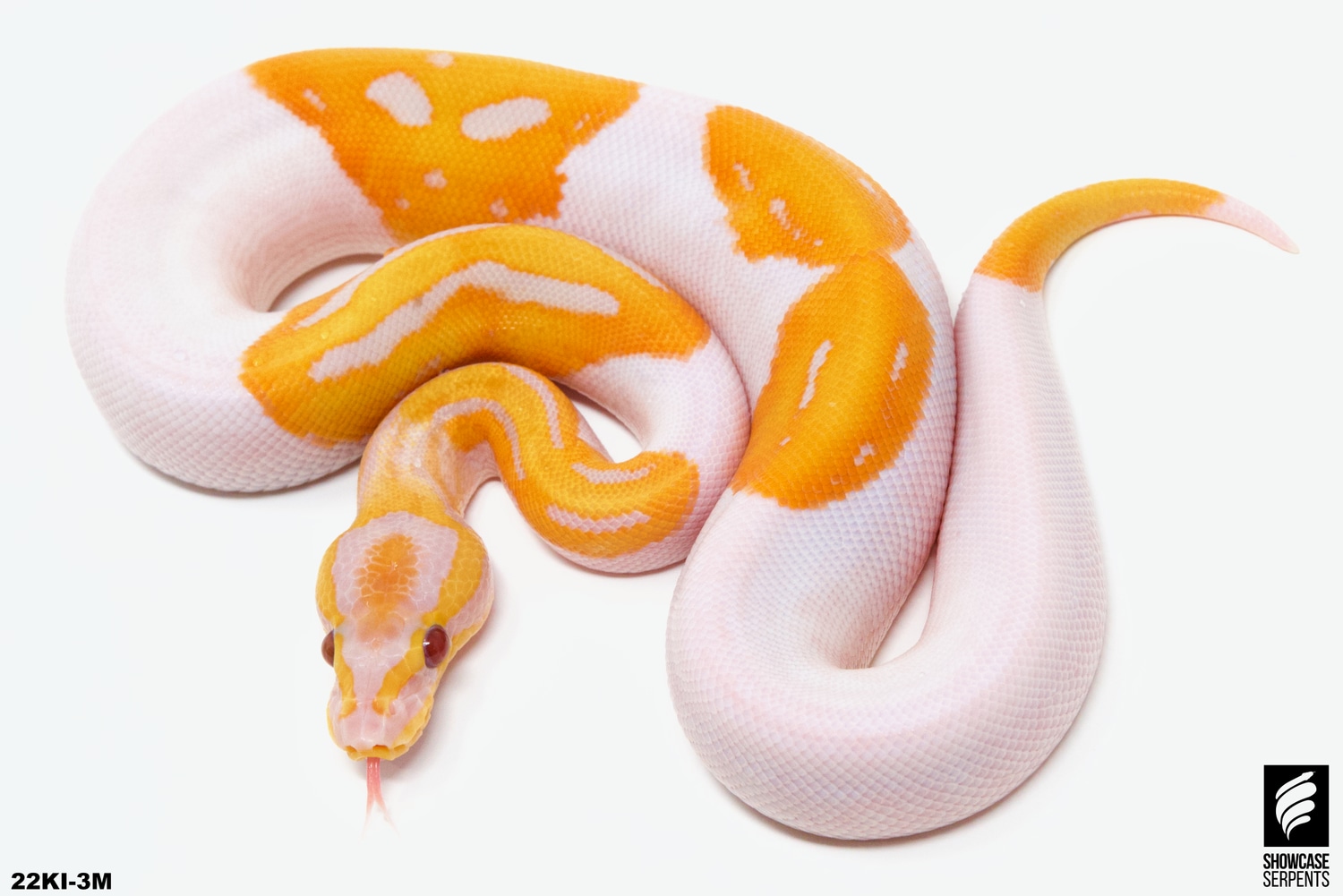 Dreamsicle Ball Python by Showcase Serpents - MorphMarket