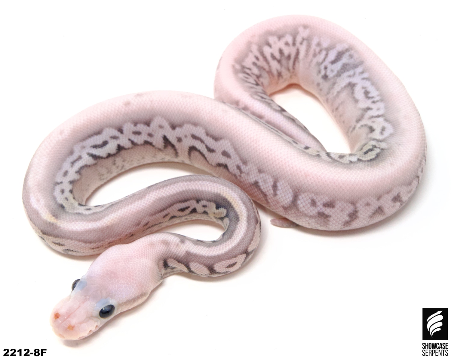 Pastel Enchi Blackhead Desert Ghost Het Clown Ball Python by Showcase ...