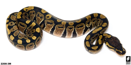Het Monsoon Het Clown Ball Python by Showcase Serpents