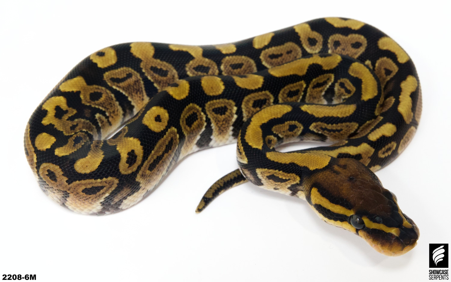 Het Monsoon Het Clown Ball Python by Showcase Serpents - MorphMarket