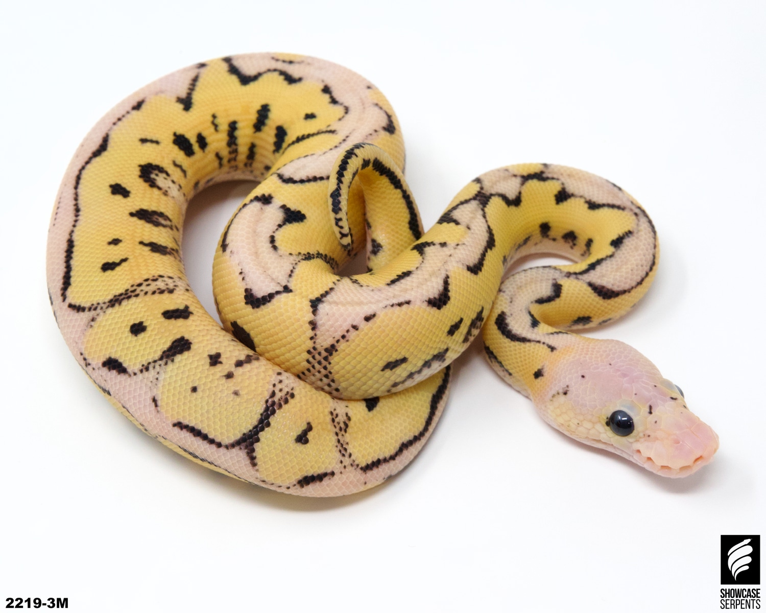 Pastel Vanilla Desert Ghost Clown Ball Python by Showcase Serpents ...