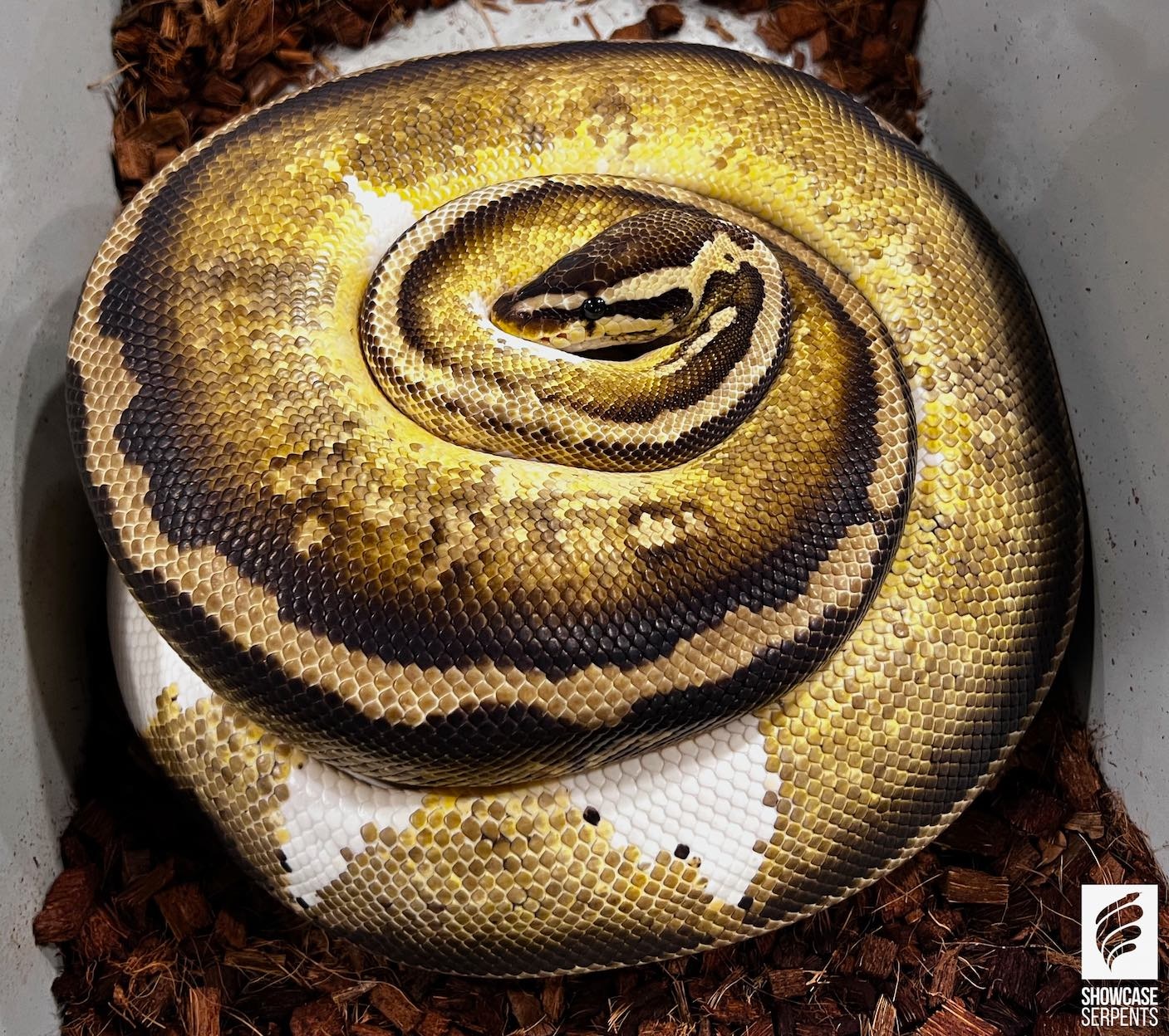 Proven Pastel Yellowbelly Pied Ball Python by Showcase Serpents ...