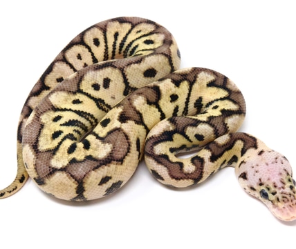 Super Pastel Pinstripe Clown Het Desert Ghost Ball Python by Showcase ...