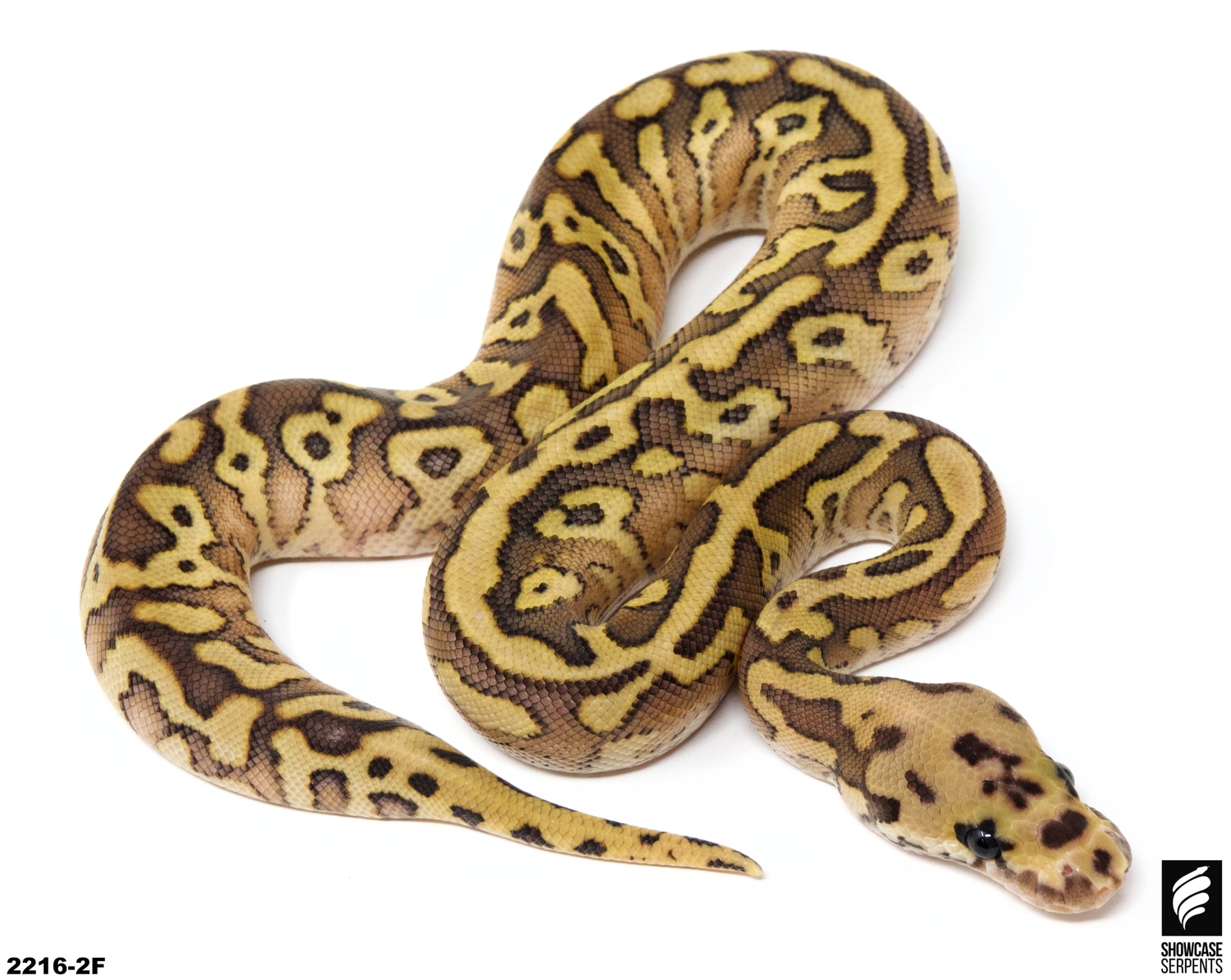 Spotnose Lesser Confusion Clown Ball Python by Showcase Serpents ...
