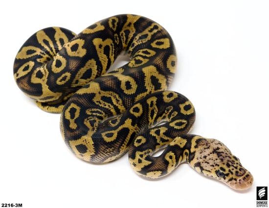Pastel Confusion Clown Ball Python by Showcase Serpents