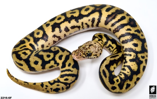 Pastel Spotnose Confusion Clown Ball Python by Showcase Serpents
