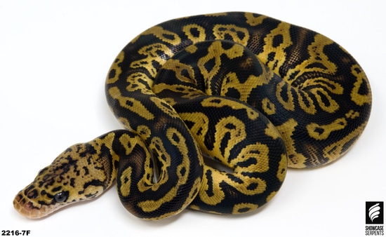 Pastel Confusion Clown Ball Python by Showcase Serpents