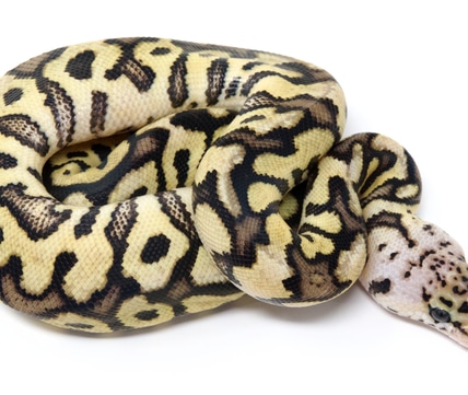 Spotnose Lesser Confusion Clown Ball Python by Showcase Serpents ...