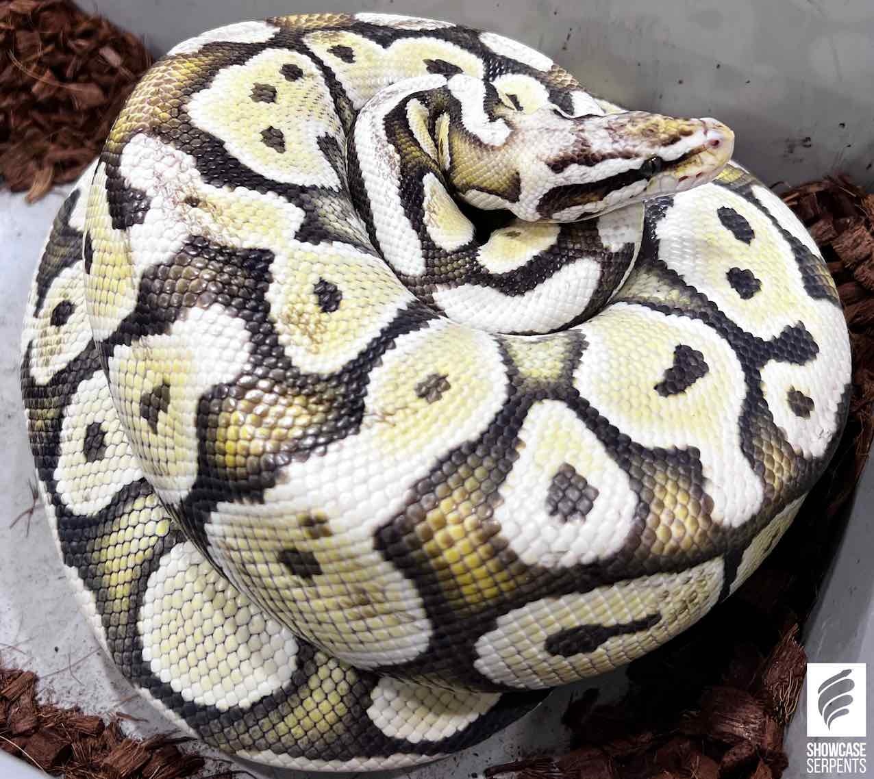 Proven Pastel Desert Ghost Ball Python by Showcase Serpents - MorphMarket