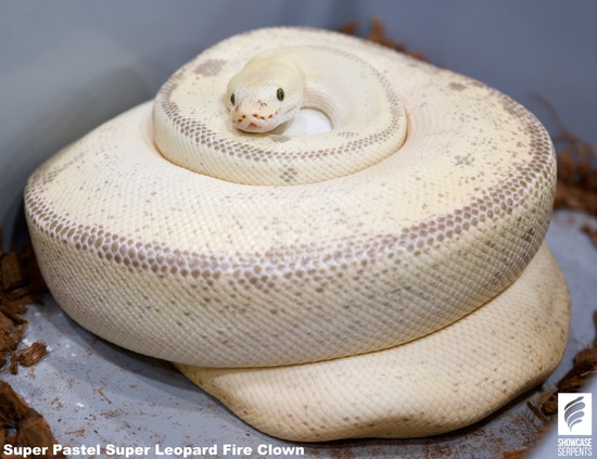 Proven Super Pastel Super Leo Fire Clown Ball Python by Showcase Serpents