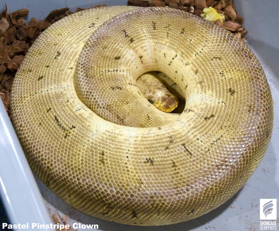 Proven Pastel Pin Clown Ball Python by Showcase Serpents