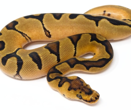 Super Pastel Pinstripe Clown Het Desert Ghost Ball Python by Showcase ...