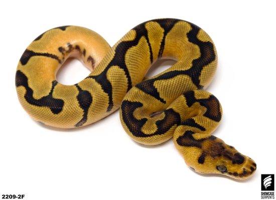 Enchi Clown Het Desert Ghost Ball Python by Showcase Serpents