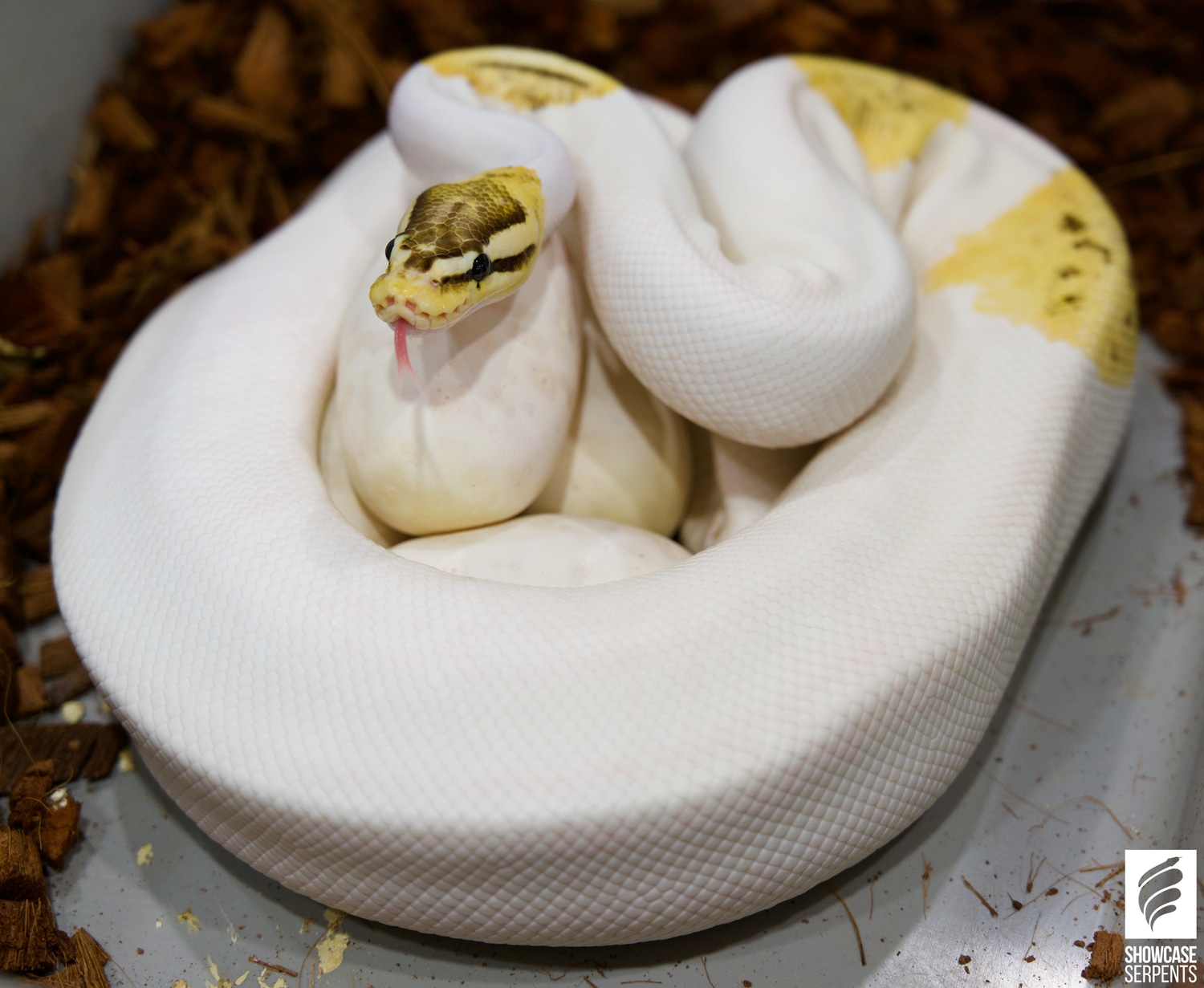 Proven Breeder Pastel Fire Pied Ball Python by Showcase Serpents ...