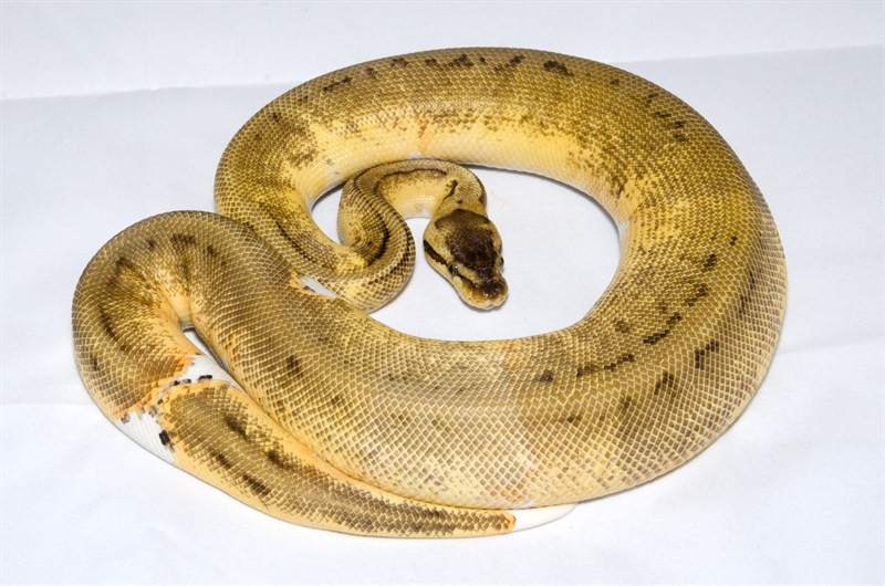 Virgin Pastel Pinstripe Pied Ball Python by Showcase Serpents - MorphMarket